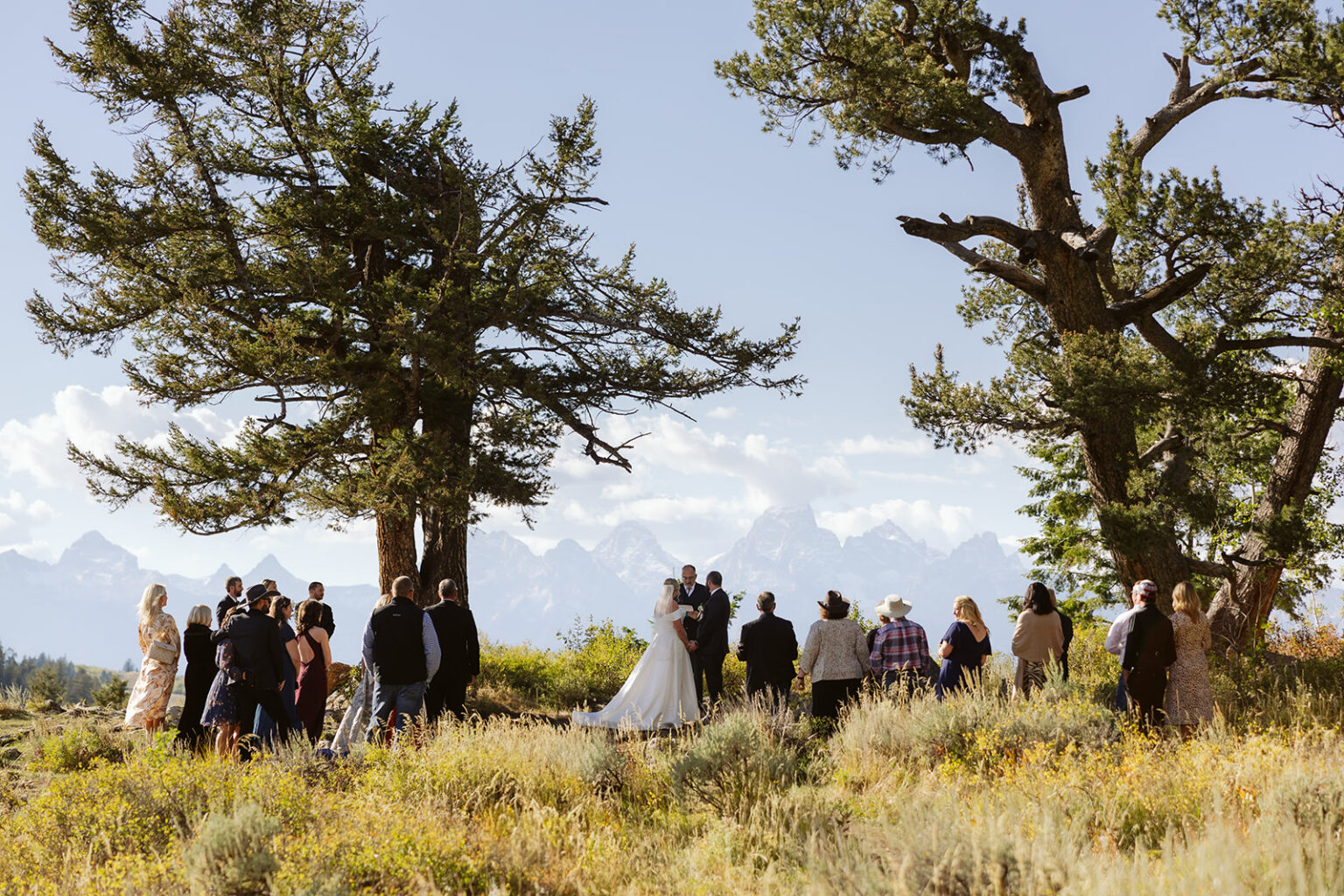 Wedding Tree in Jackson Hole In-Depth Overview