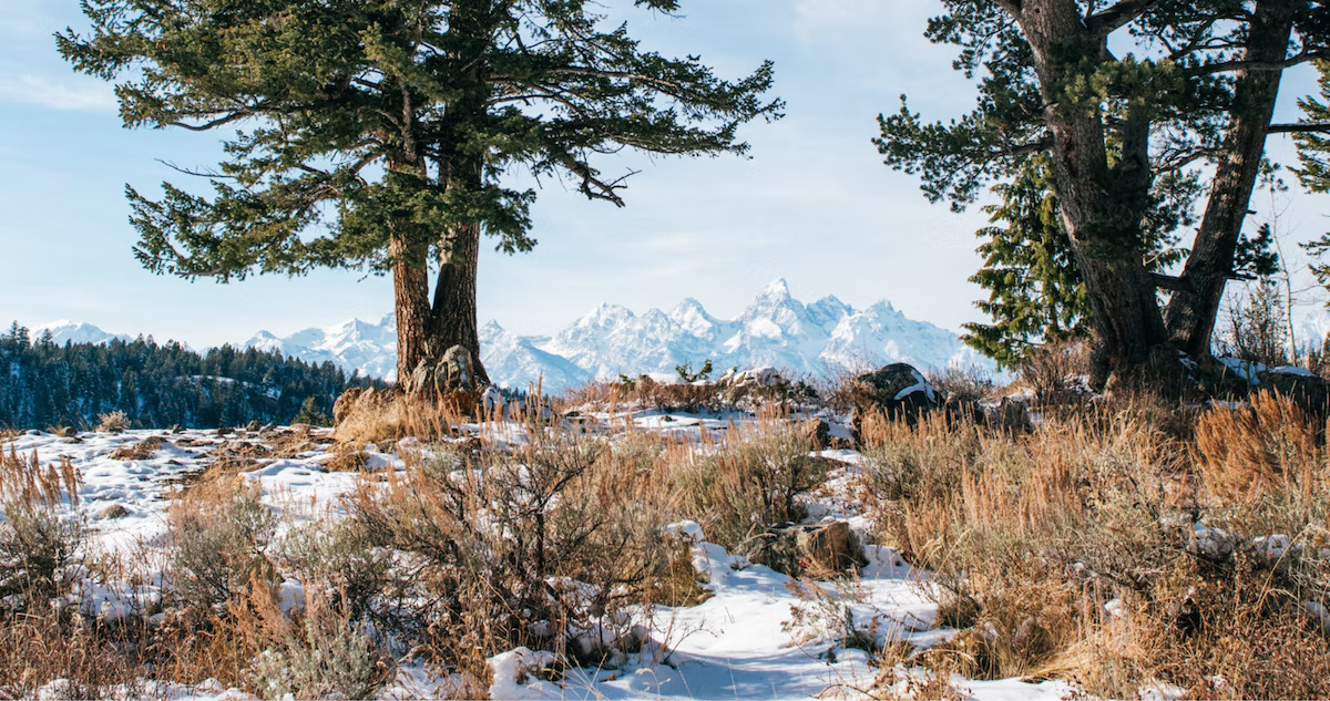 Wedding Tree in Jackson Hole In-Depth Overview