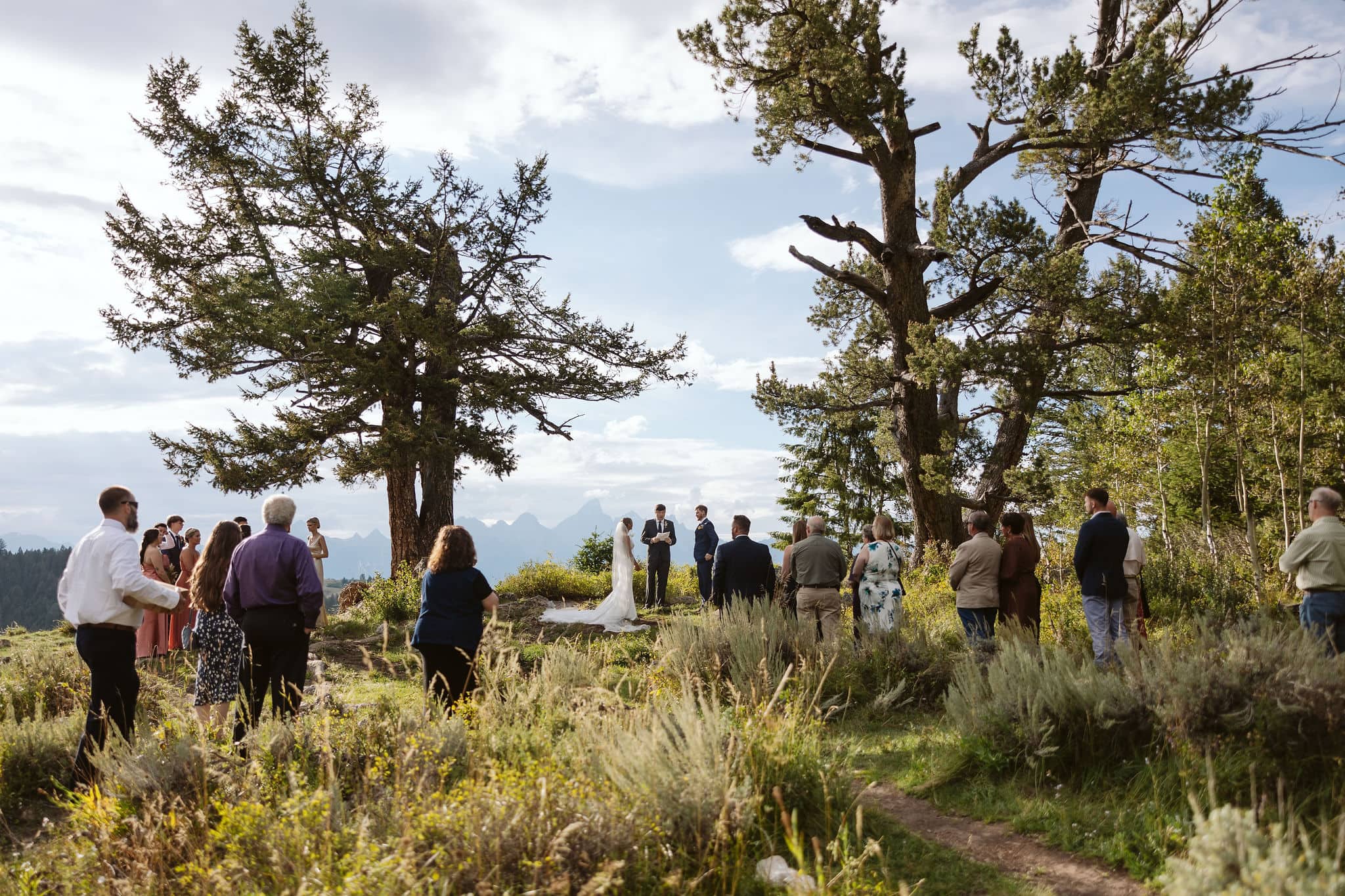 Wedding Tree in Jackson Hole In-Depth Overview